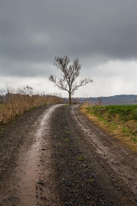 Tree And Dirt Road Stock Photo Image Of Land Field 266551268