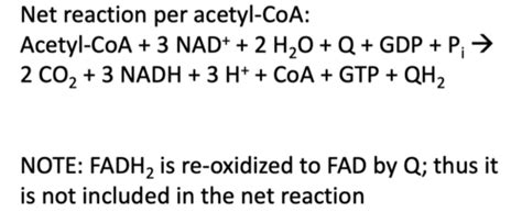 Biochem Chapter 10 Flashcards Quizlet
