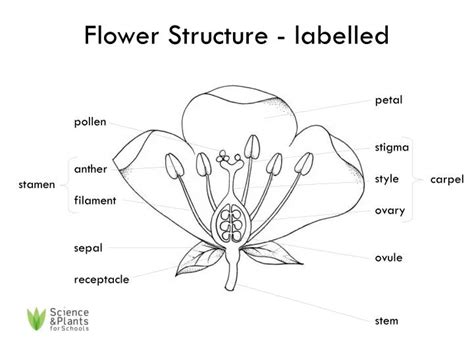 Parts Of A Hibiscus Flower And Their Functions Ppt Home Alqu