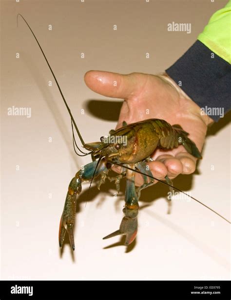 Large Red Claw Freshwater Crayfish Cherax Quadricarinatus In Mans