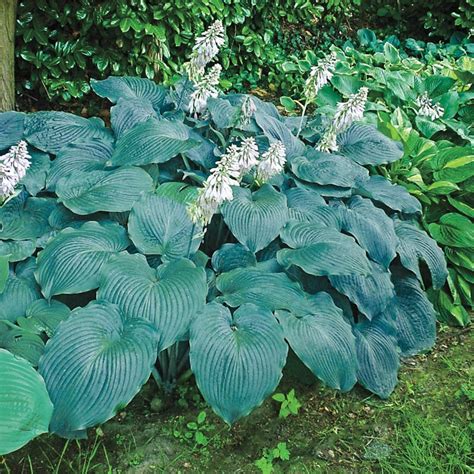 Blue Angel Hosta Shop Hosta Spring Hill Spring Hill Nursery