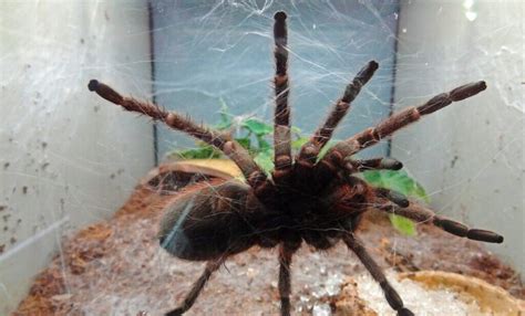 Pink Toe Tarantula Care Habitat Diet Housing And More