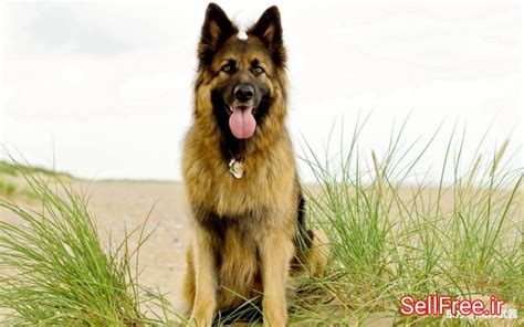فروش سگ ژرمن شپرد سگ ژرمن شولاین مو بلند و کوتاه کرج اختیاریه