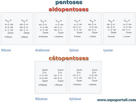 Pentose Définition Et Explications