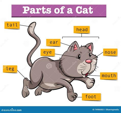 Diagram Showing Parts of Cat Stock Vector - Illustration of object ...