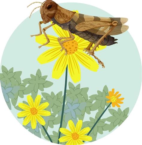 Grasshopper Vector Art Icons And Graphics For Free Download