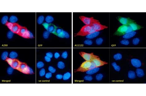 Anti Gfp Antibody A290
