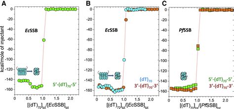 Probing E Coli Ssb Protein Dna Topology By Reversing Dna Backbone Polarity Biophysical Journal