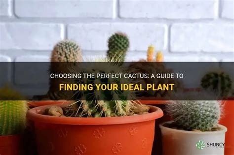 Choosing The Perfect Cactus A Guide To Finding Your Ideal Plant Shuncy