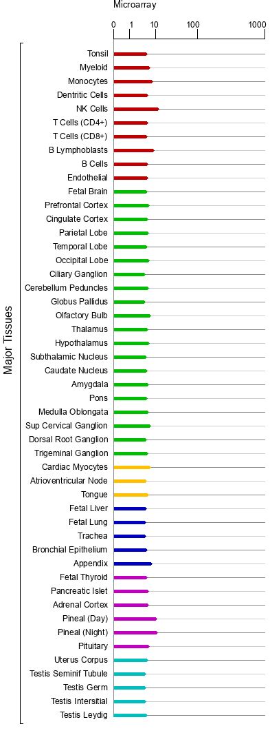 Cript Gene Genecards Cript Protein Cript Antibody