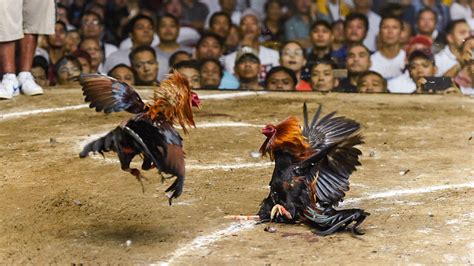 🔥 Free Download Cockfighting Thrives In Full Philippines Nikkei Asian Re By Rcook Wallpapersafari