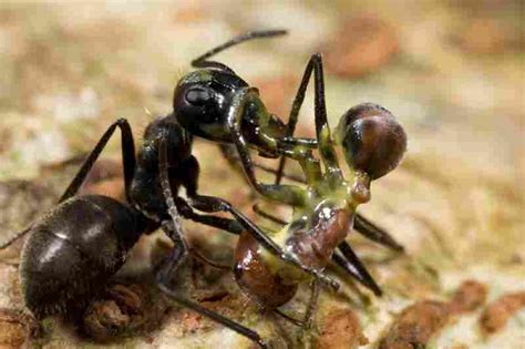 The Fresh Air Interview Entomologist Mark Moffett Talks Ants Npr