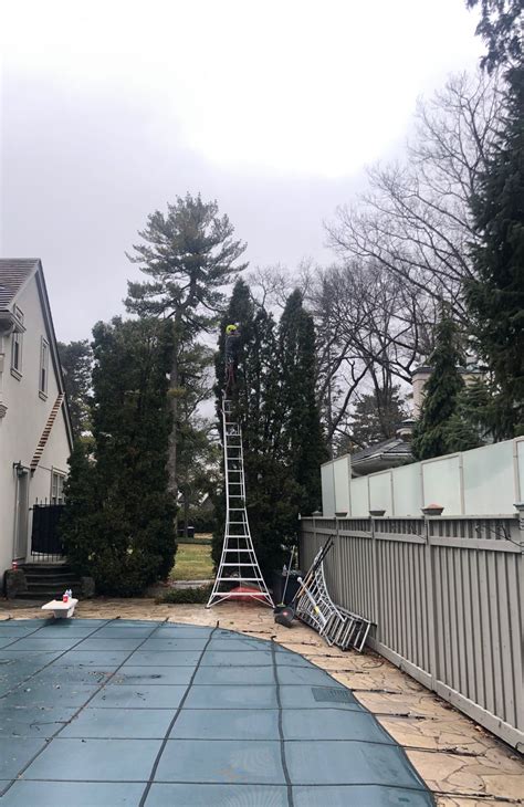 Toronto Tree Service Years Of Expert Care