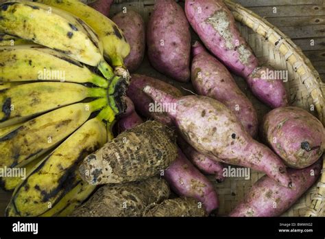 agriculture agricultural aroid aroids asia asian banana bananas Stock ...