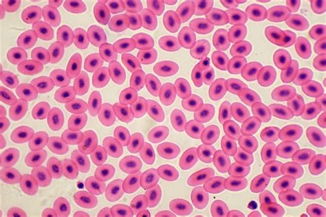How To Optimize Nuclei Extraction Counting For Single Cell Sequencing