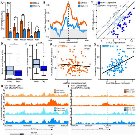 Ddx17 Promotes Double Strand Break Induced Dnarna Hybrids At Hybrid