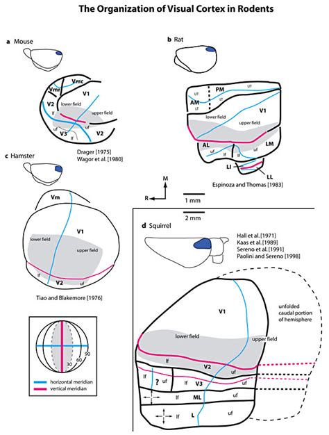 Line Drawings Of The Visuotopic Organization In Striate And