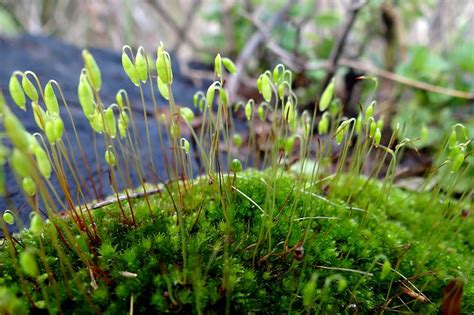 Difference Between Bryophytes Pteridophytes And Gymnosperms Compare The Difference Between