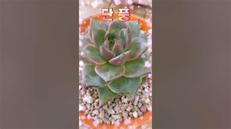 지금도 이쁜데 얼마나 더 이뻐질까 ♡♡단풍아름다운 구속다육창 다육생활 개인하우스 Youtube