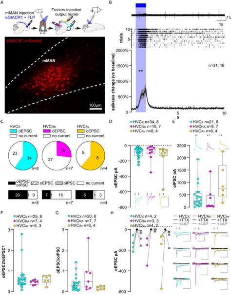 mman inputs elicit polysynaptic oipscs and oepscs in all three hvc pn