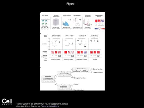 High Throughput Phenotyping Of Lung Cancer Somatic Mutations Ppt Download