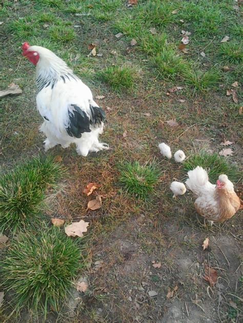 ПОДАРЯВАМ ДЖИНКИ