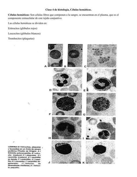 Eritrocitos S S Udocz