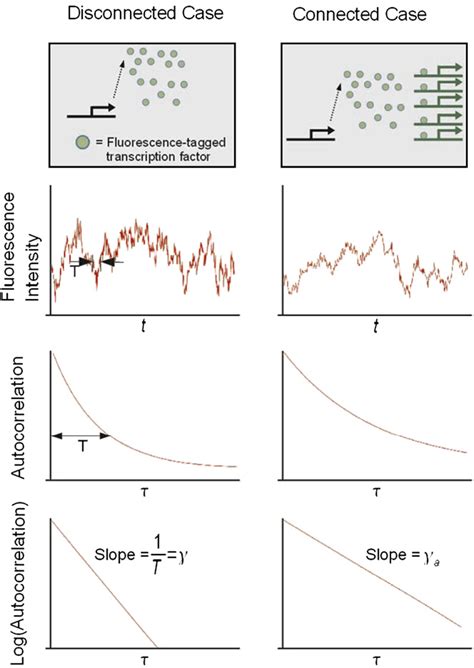 Figure 4 From Measuring Retroactivity From Noise In Gene Regulatory Networks Semantic Scholar