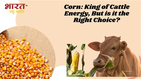 Corn In Cattle Feed King Of Energy But Is It The Protein Champion