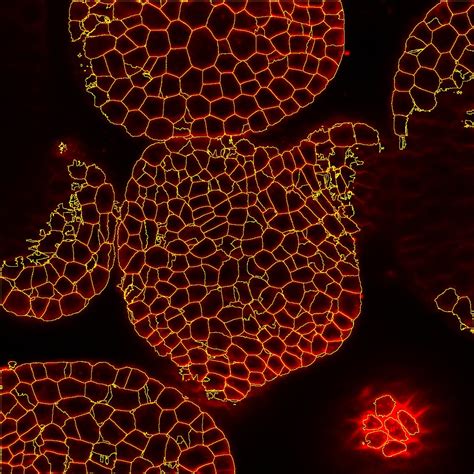 segmenting 3d cells in czi stack image analysis image sc forum