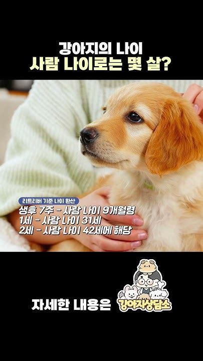 강아지 나이를 사람 나이로 환산하면 몇살일까 Youtube