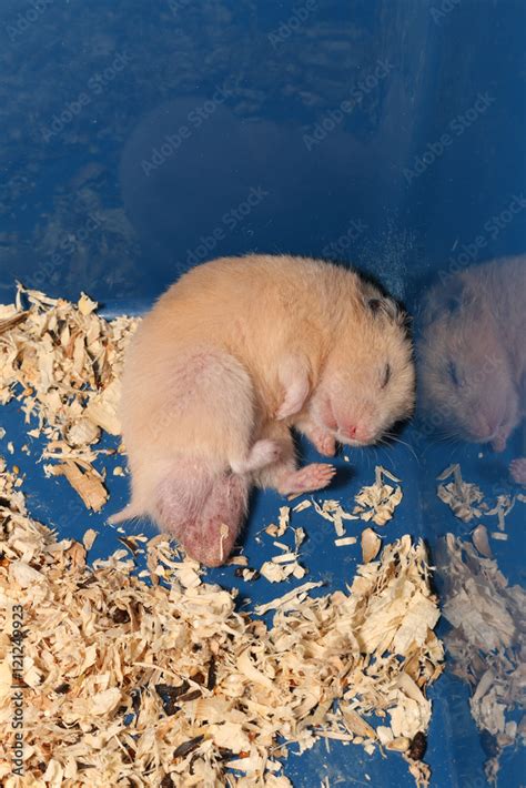 Cute Hamsters Sleeping