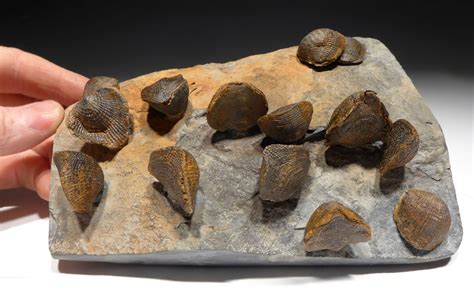 Devonian Atrypa Brachiopod Fossils From Site Of Oldest Tetrapod Footprints Br033 Time Vault Devonian Atrypa Brachiopod Fossils From Site Of Oldest Tetrapod Footprints Br033 Time Vault