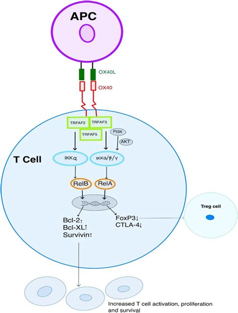 Ox40 Ox40 Ligand And Its Role In Precision Immune Oncology Pmc