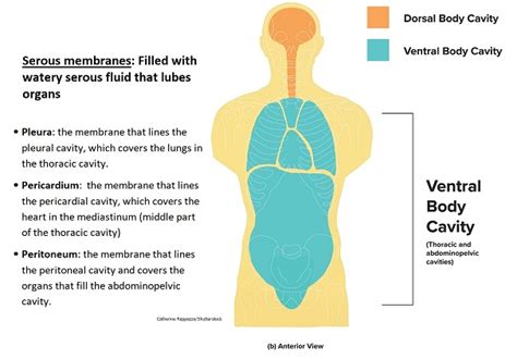 Pericardial Cavity