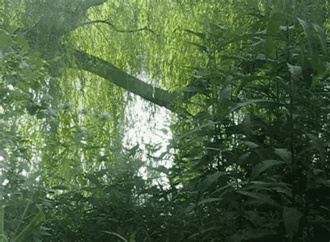 Nature Outside  Nature Outside Plants Discover And Share S