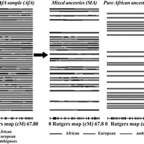 Use Of Ancestry Informative Markers Aims To Identify Linkage Download Scientific Diagram