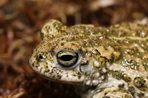 Natterjack Toad Species On The Edge Wildlife And Habitat Conservation