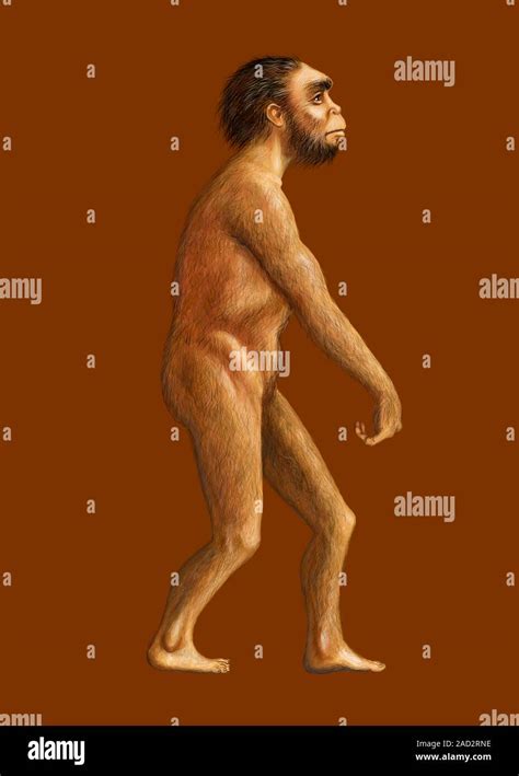 Homo Naledi Illustration Of The Appearance Of The Extinct Hominin Homo