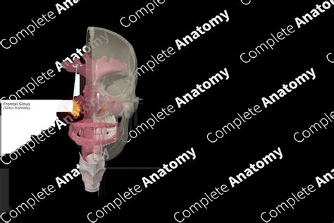 Frontal Sinus Complete Anatomy