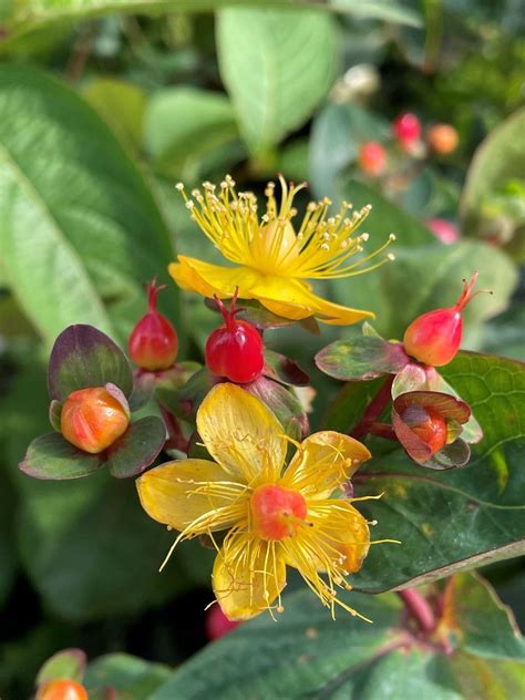 Hypericum Hidcote St Johns Wort Yellow Flowering Shrub