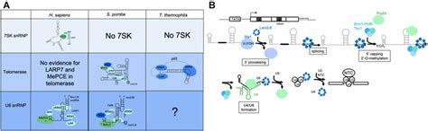 Evolutionary Convergence And Di V Ergence Of Bmc1 Mepce And Pof8 Download Scientific