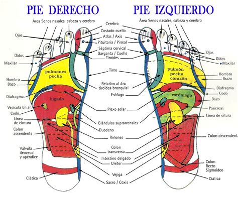 Curso De Reflexología Podal Gratis Gratis A Distancia
