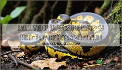 Ball Python Interesting Facts 25 Mind Blowing Secrets Revealed