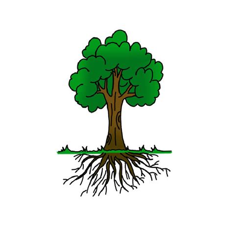 How To Draw A Black Oak Tree Flanigan Youret