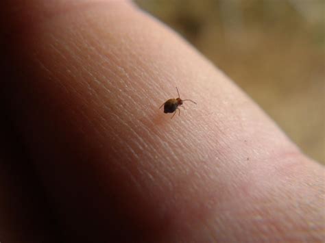 Miniscule By Captain Glacaitor On Deviantart