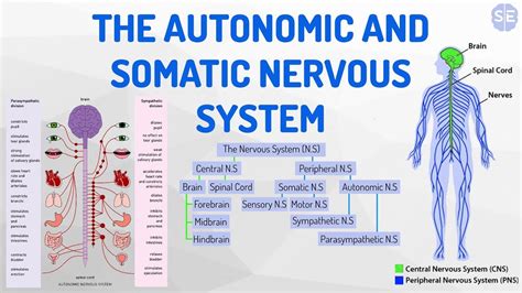 Somatic Nervous System Example Psychology Xolerproperties
