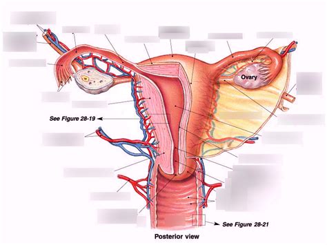 Internal Female Reproductive System Diagram Quizlet