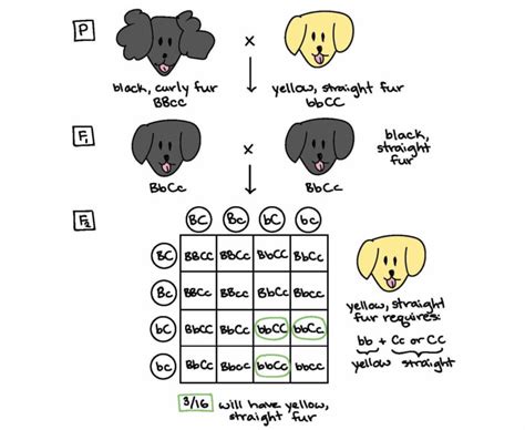 Mendelian Genetics Guide For Beginners 3 Fundamental Principals