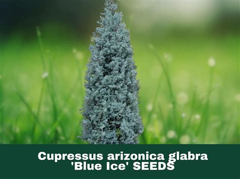 10 Blue Ice Cypress Seeds Cupressus Arizonica Glabra Cold Hardy